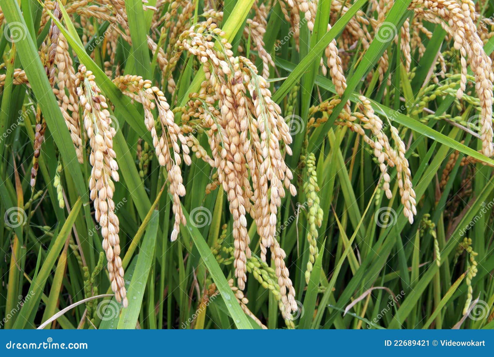 Riso immagine stock. Immagine di risaia, raccolta, dorato - 22689421