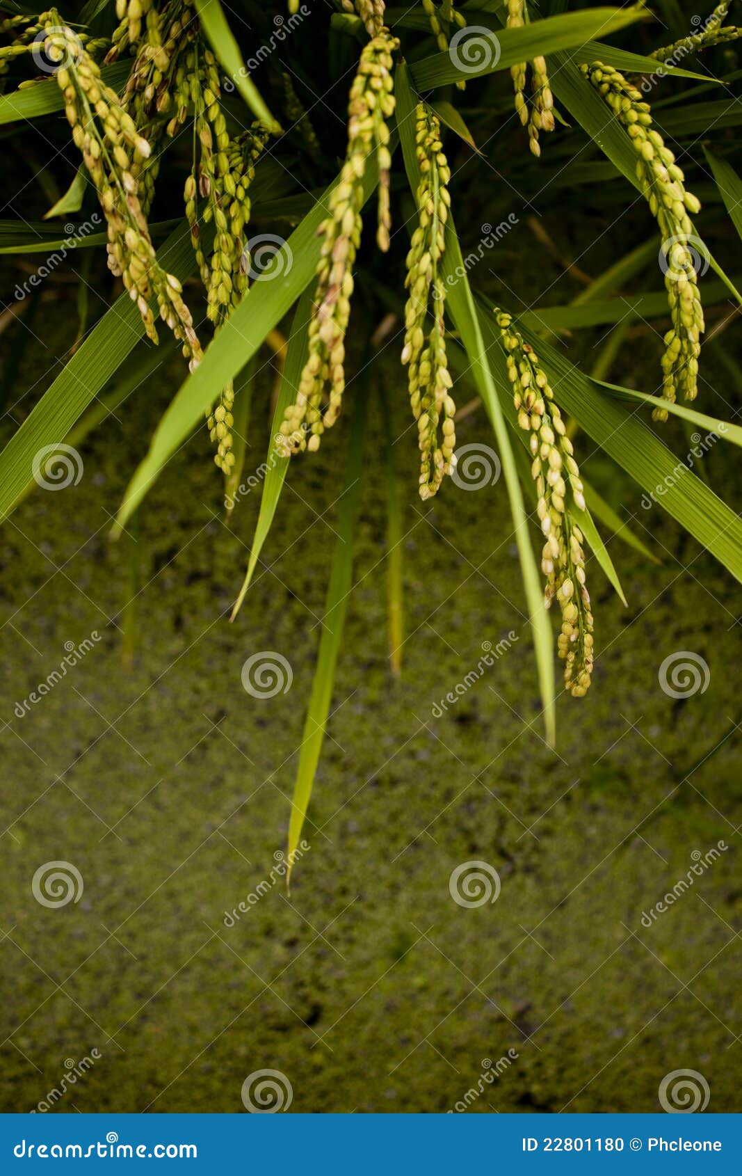 Riso giapponese fotografia stock. Immagine di corsa, giappone - 22801180