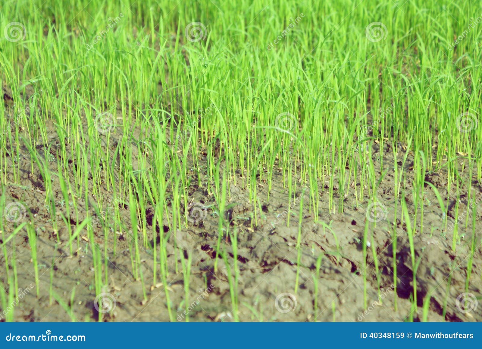 Riso nei campi immagine stock. Immagine di asiatico, raccolta - 40348159