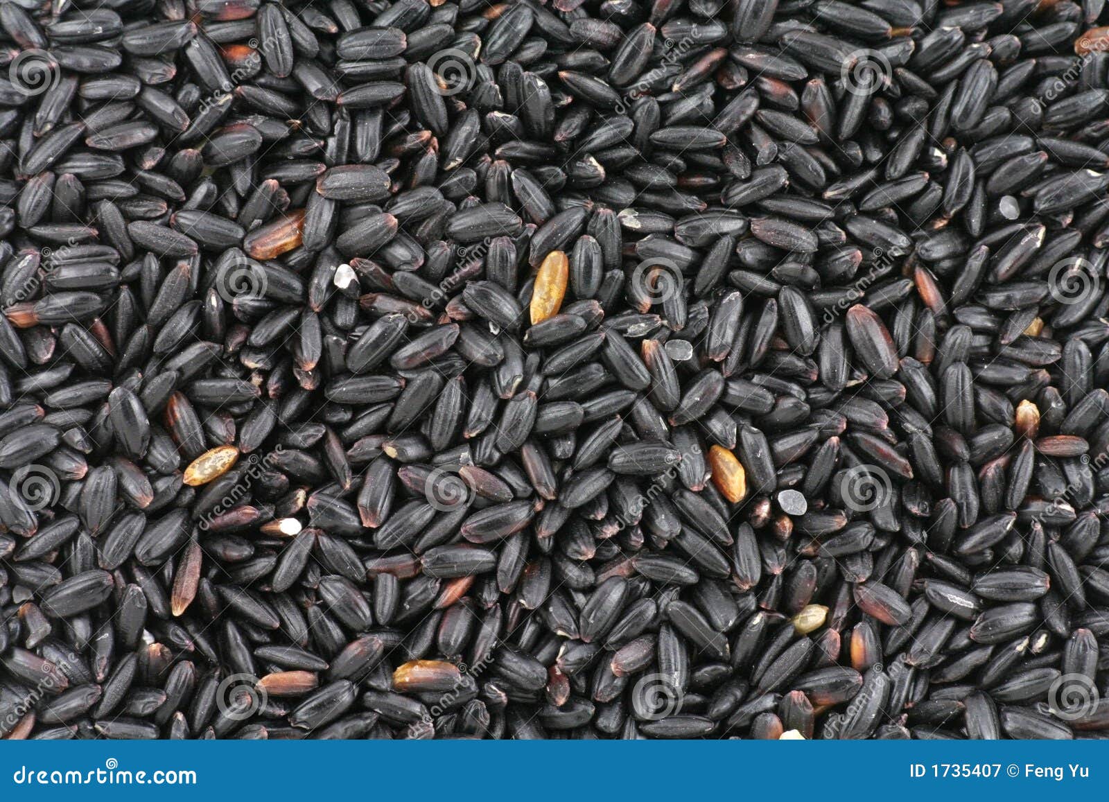 Riso nero immagine stock. Immagine di podere, grano, sfondo - 1735407