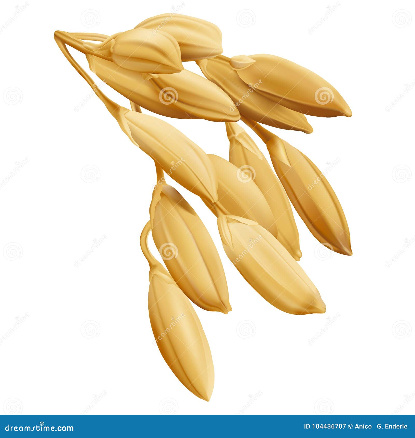 Husk Illustrazioni, Vettoriali E Clipart Stock – (2,578 Illustrazioni ...