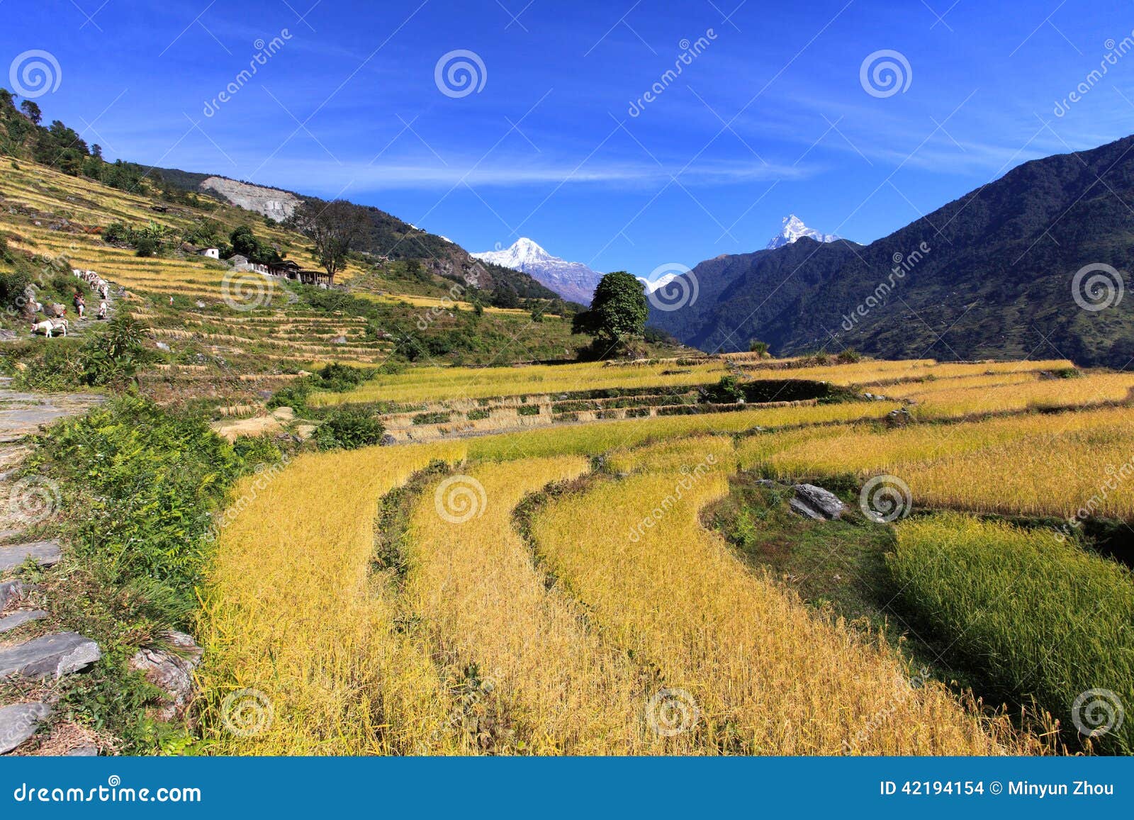 Riso Paddy Field, Nepal Del Terrazzo Fotografia Stock - Immagine di ...