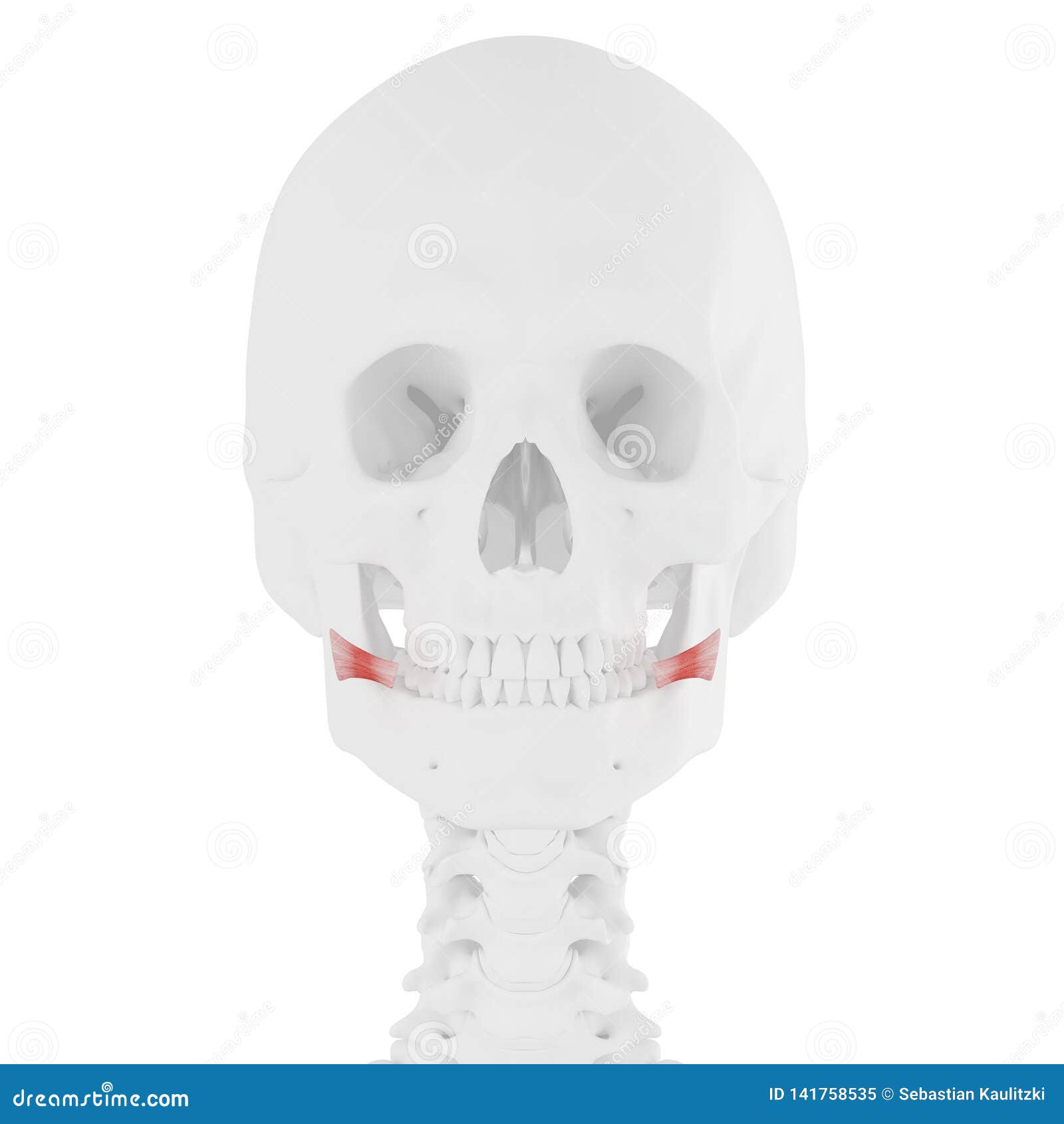 Risorius Muscle As Human Facial Expression Muscular System Outline ...