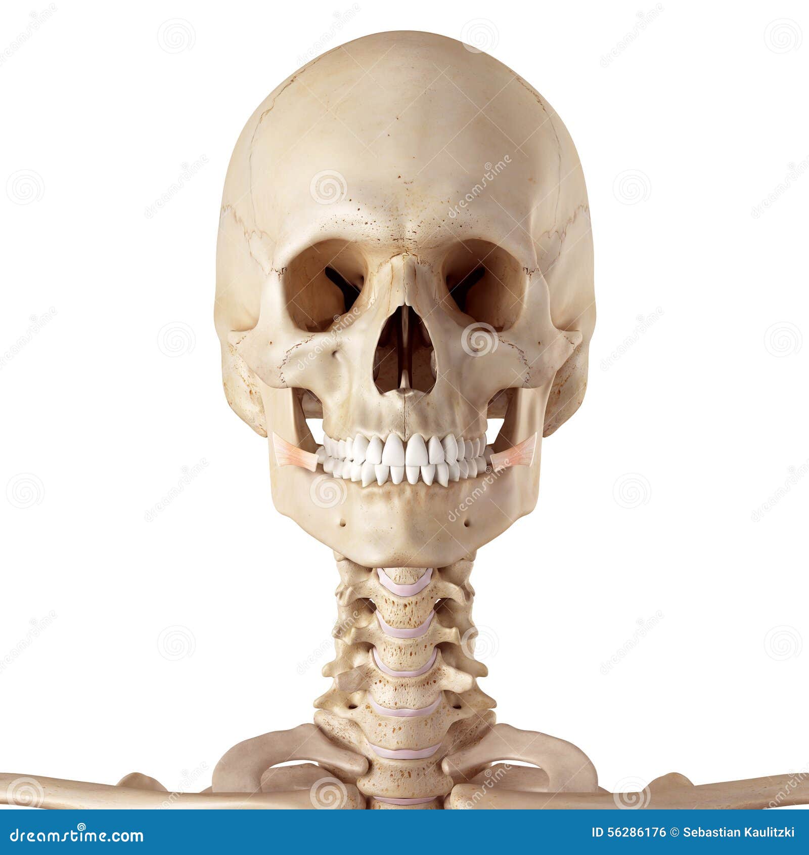 The risorius stock illustration. Illustration of accurate - 56286176