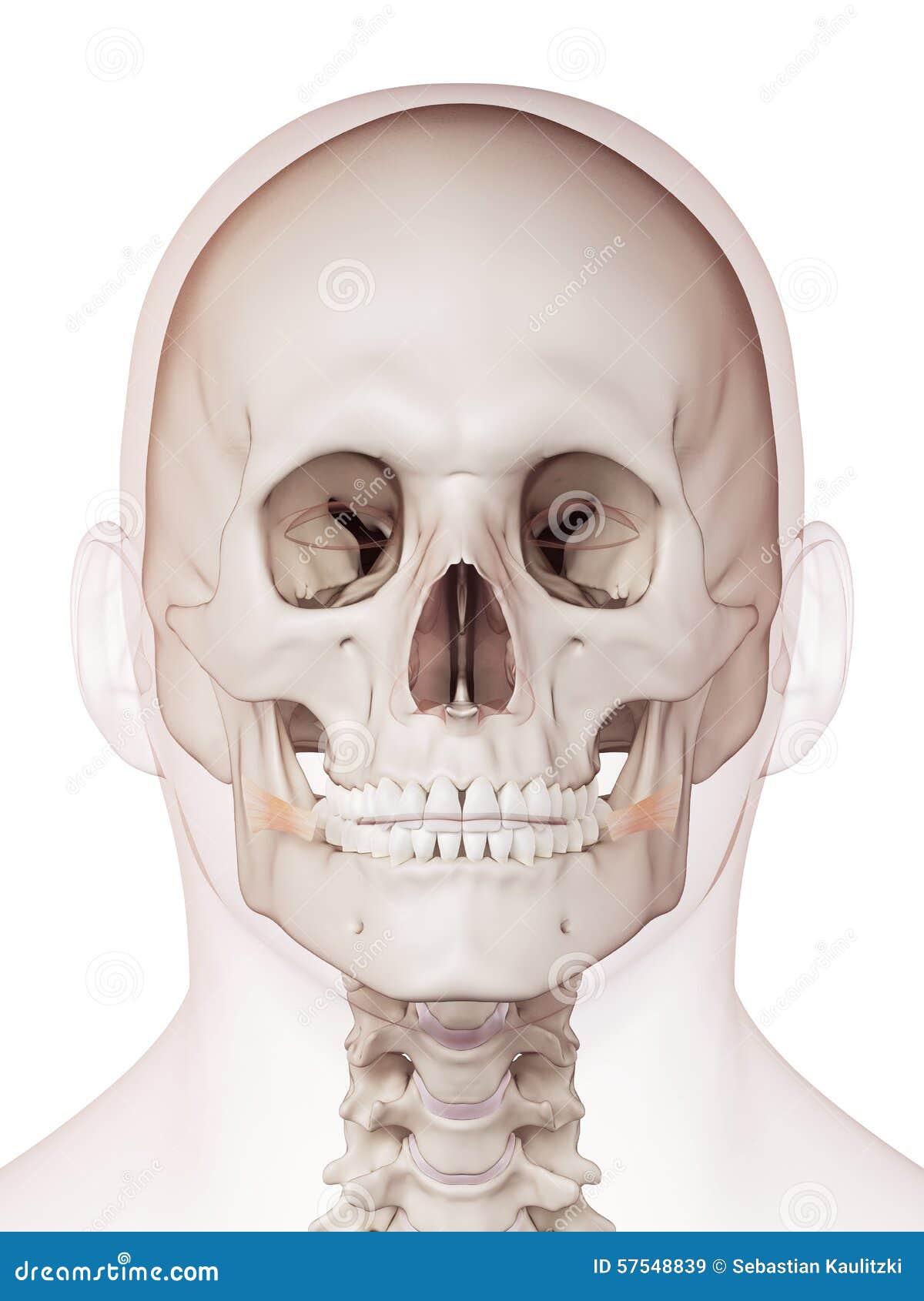 Risorius Muscle As Human Facial Expression Muscular System Outline ...