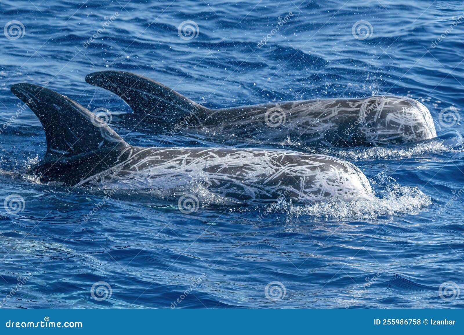 Risso Dolphin Close Up Portrait on Sea Surface Stock Photo - Image of ...