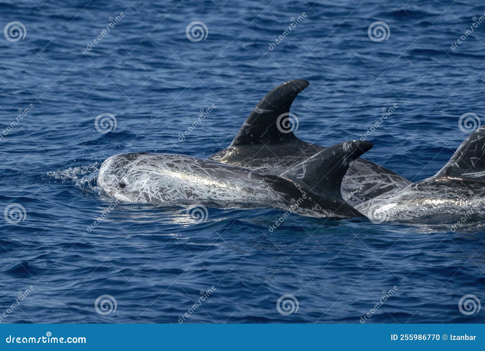 Risso Dolphin Close Up Portrait on Sea Surface Stock Photo - Image of ...