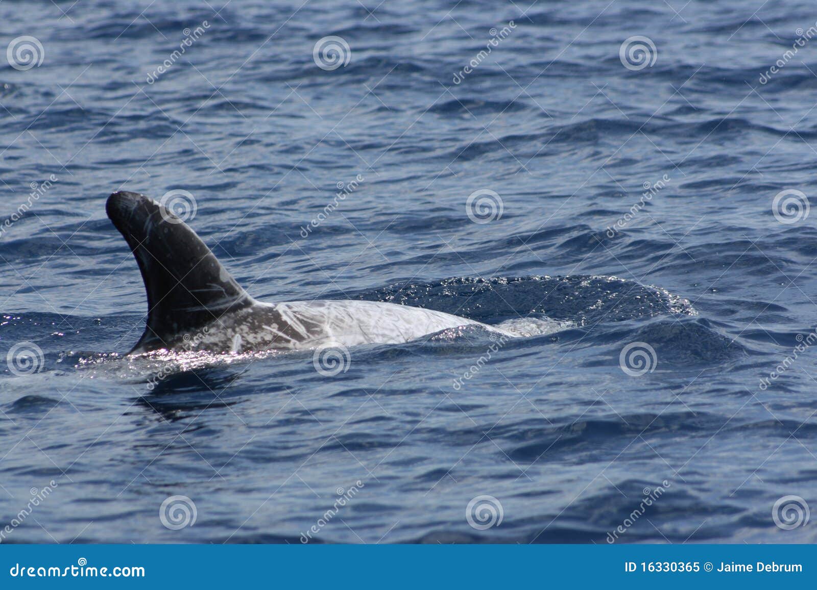 Risso s Dolphin stock image. Image of dolphin, water - 16330365