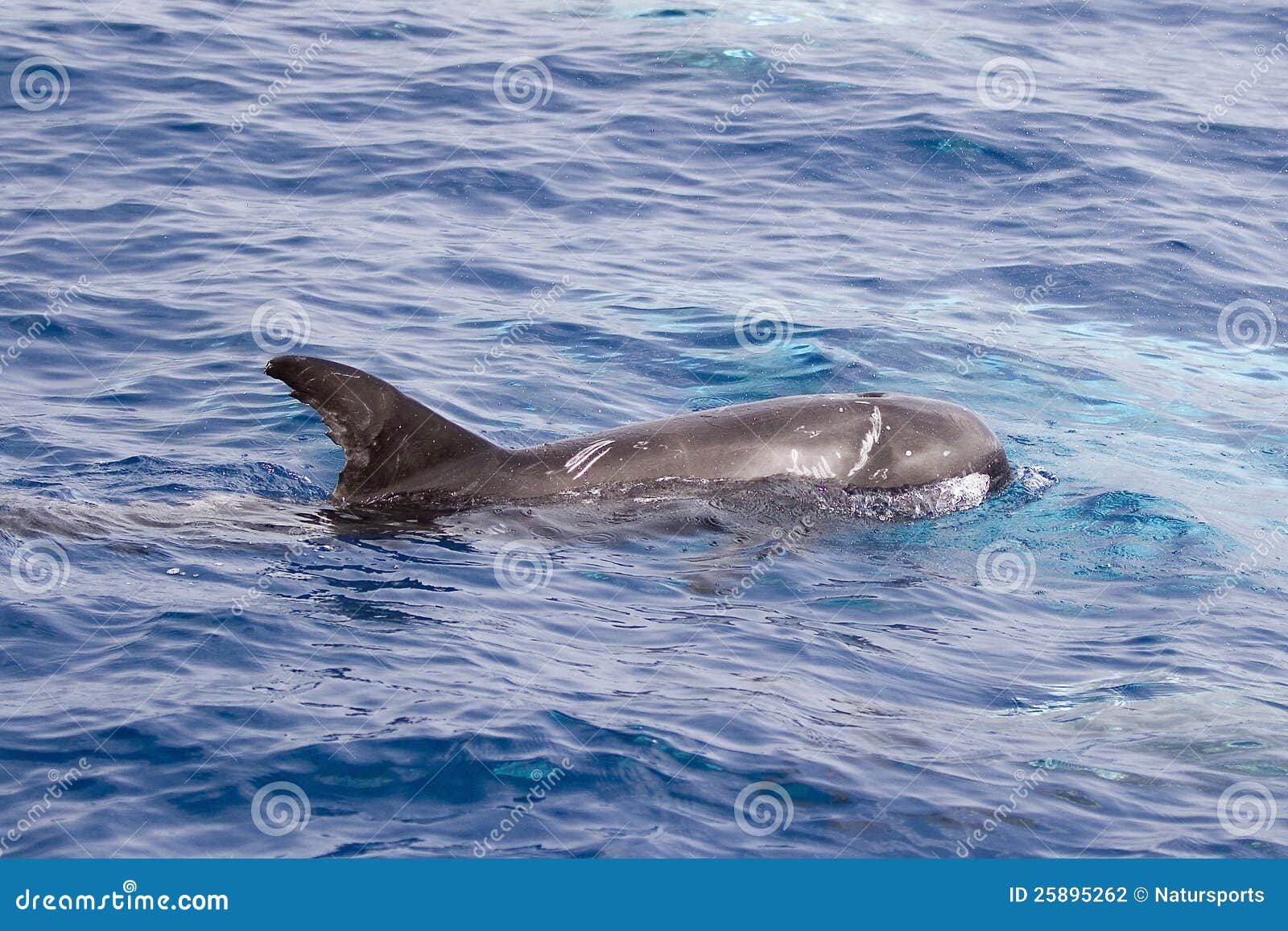 Rissos dolphin stock photo. Image of animal, wildlife - 25895262