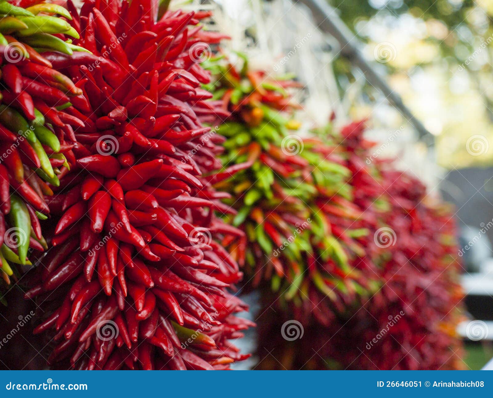 Ristra stock image. Image of agriculture, pepper, edible - 26646051