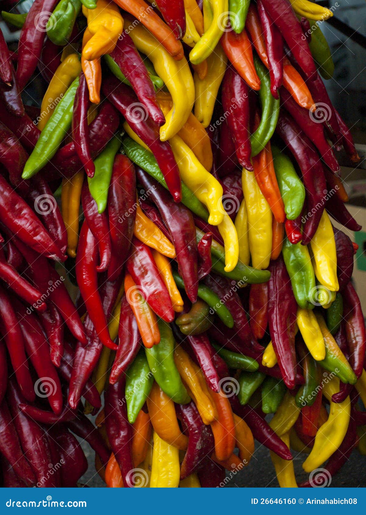 Ristra stock photo. Image of ranch, piper, dried, colors - 26646160