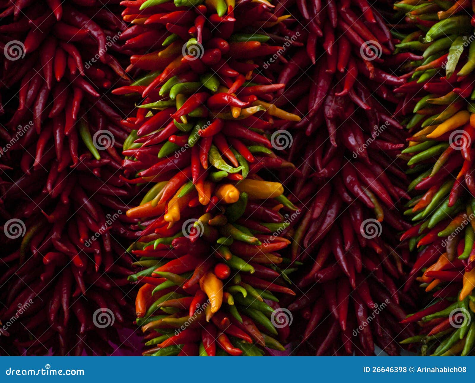 Ristra stock photo. Image of plant, chili, organic, food - 26646398