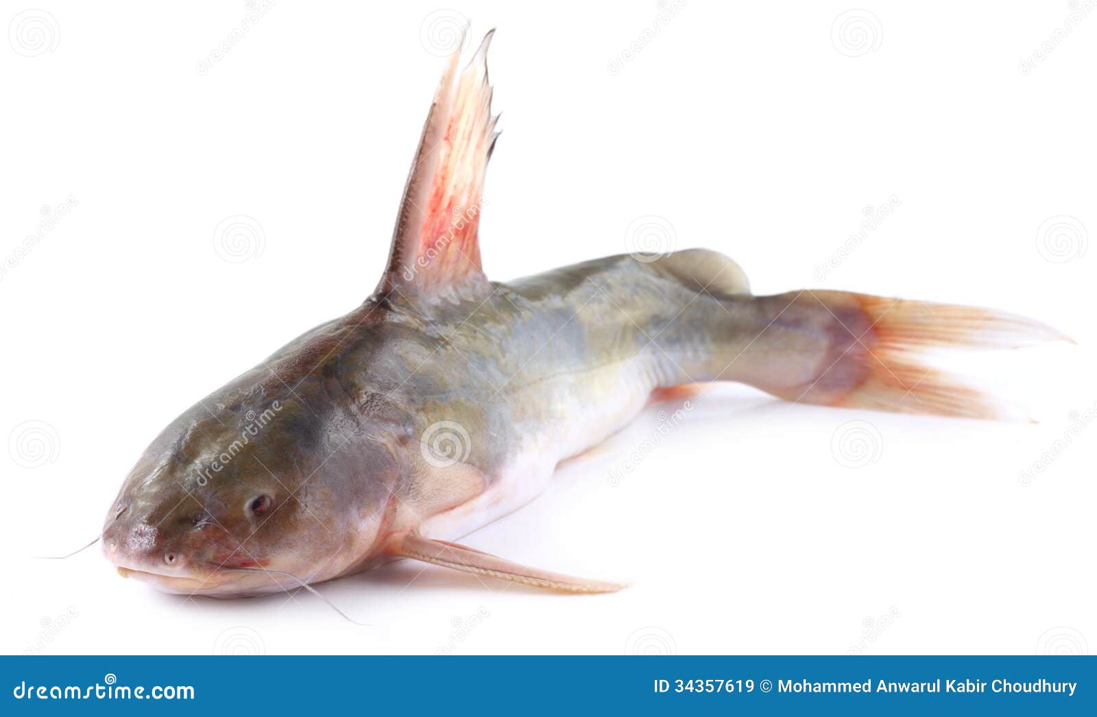 Rita fisk fotografering för bildbyråer. Bild av sydost - 34357619
