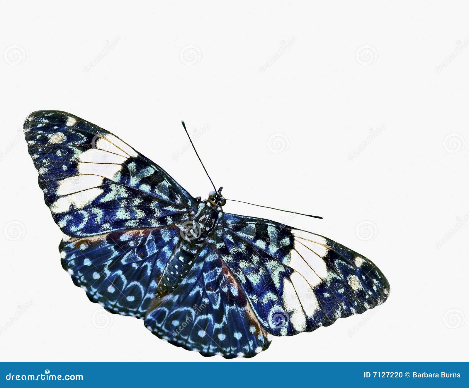 Ritaglio Blu Della Farfalla Del Cracker Fotografia Stock - Immagine di ...