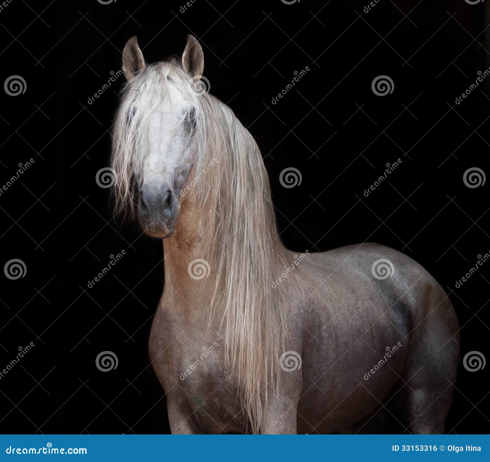 Ritratto Andaluso Del Cavallo Fotografia Stock - Immagine di equestre ...