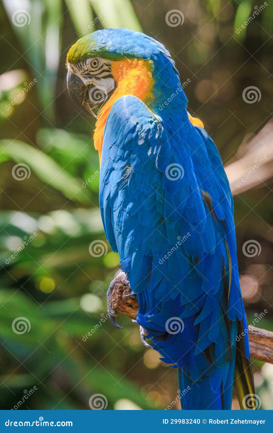 Pappagallo Blu Giallo Dell'ara Fotografia Stock - Immagine di divertire ...