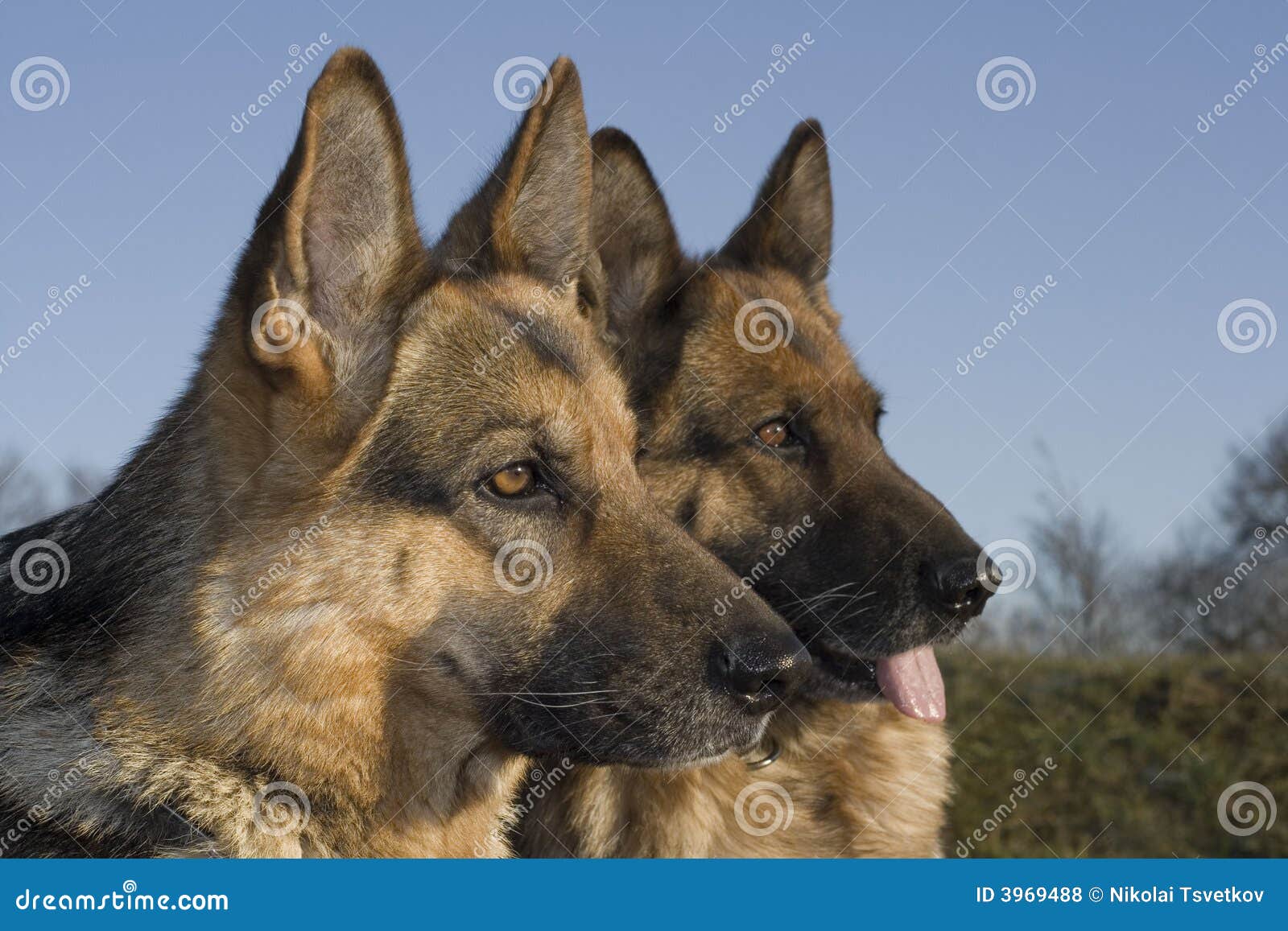 Ritratto Dei Cani Pastore Della Germania Fotografia Stock - Immagine di ...