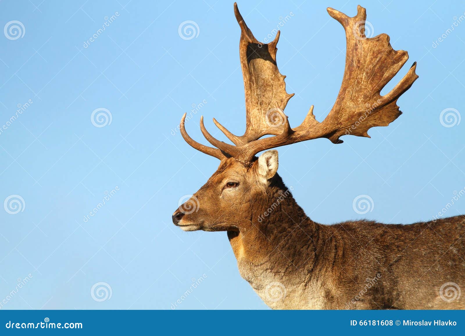 Ritratto dei daini fotografia stock. Immagine di tetto - 66181608