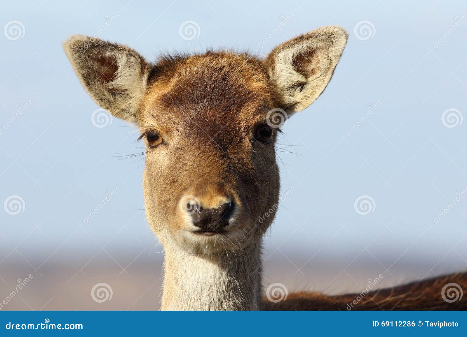 Ritratto Dei Daini Posteriori Fotografia Stock - Immagine di faccia ...