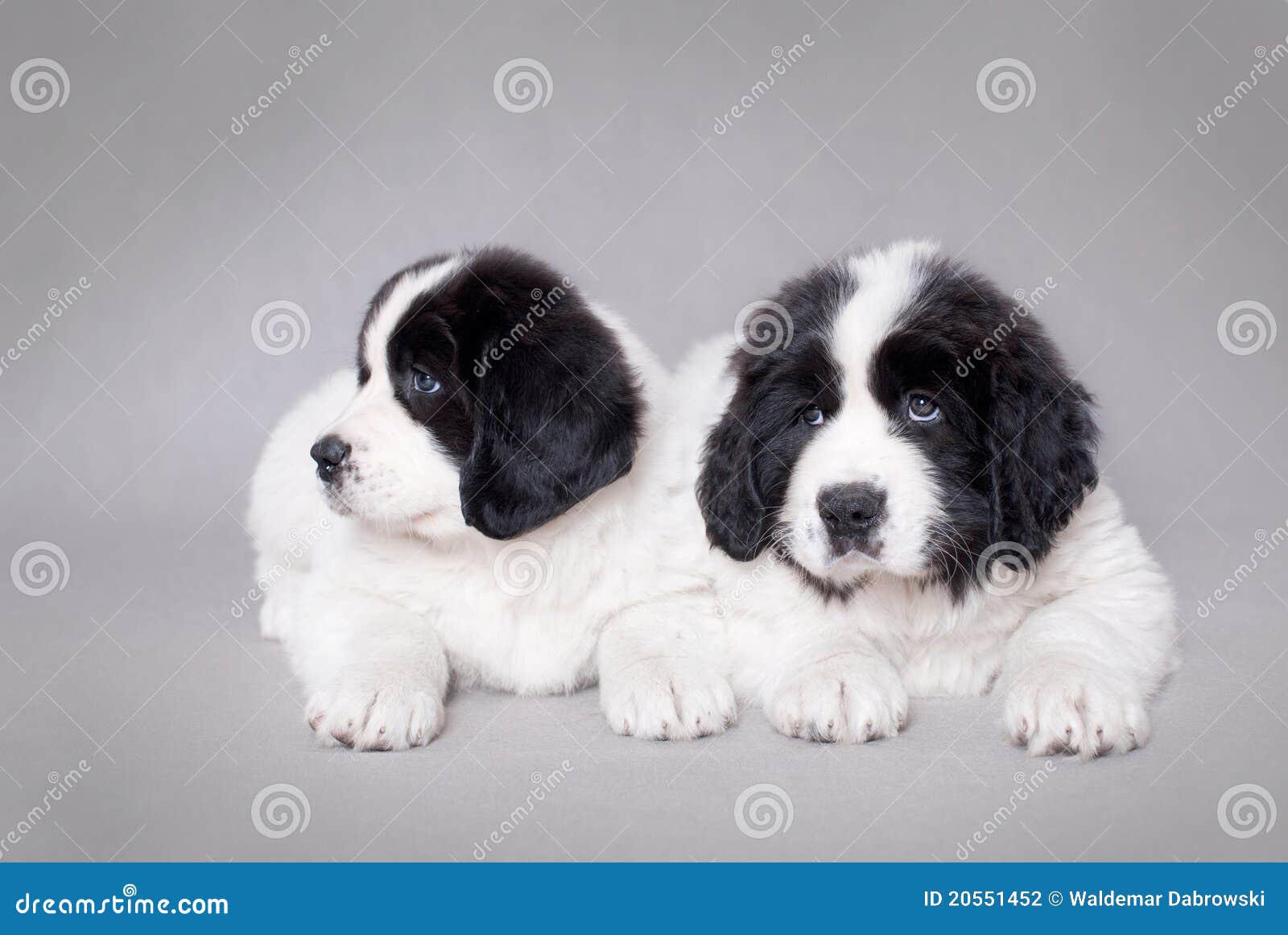 Ritratto Dei Due Poco Cuccioli Di Landseer Fotografia Stock - Immagine ...