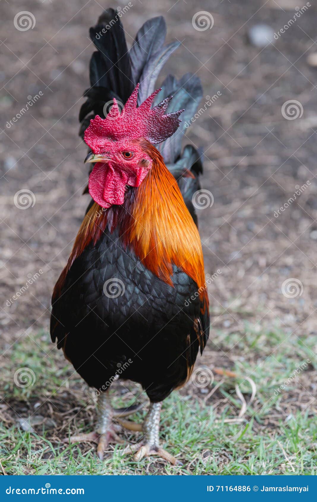 Ritratto Dei Polli Del Bantam, Pollame Fotografia Stock - Immagine di ...