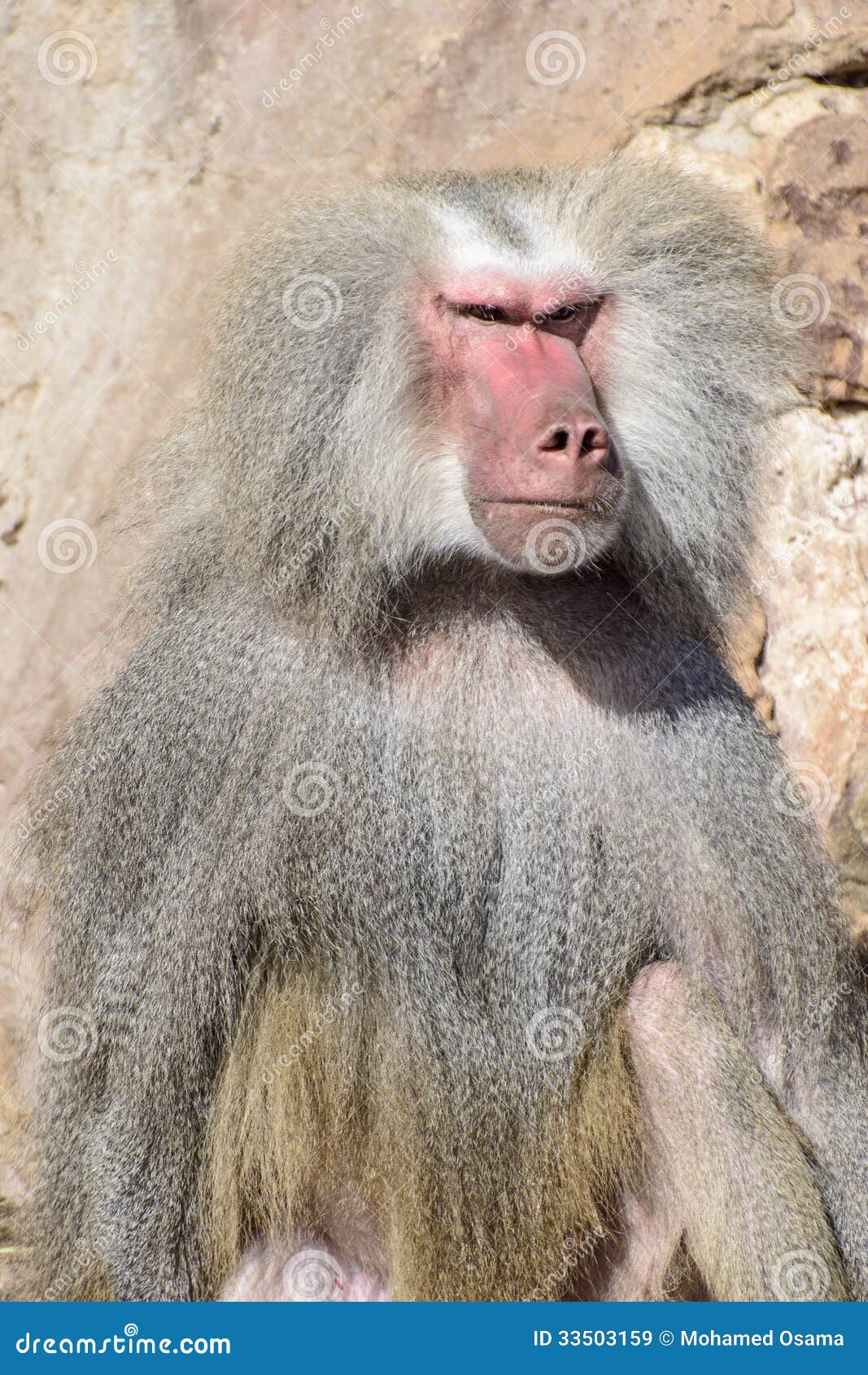 Ritratto del babbuino immagine stock. Immagine di furia - 33503159