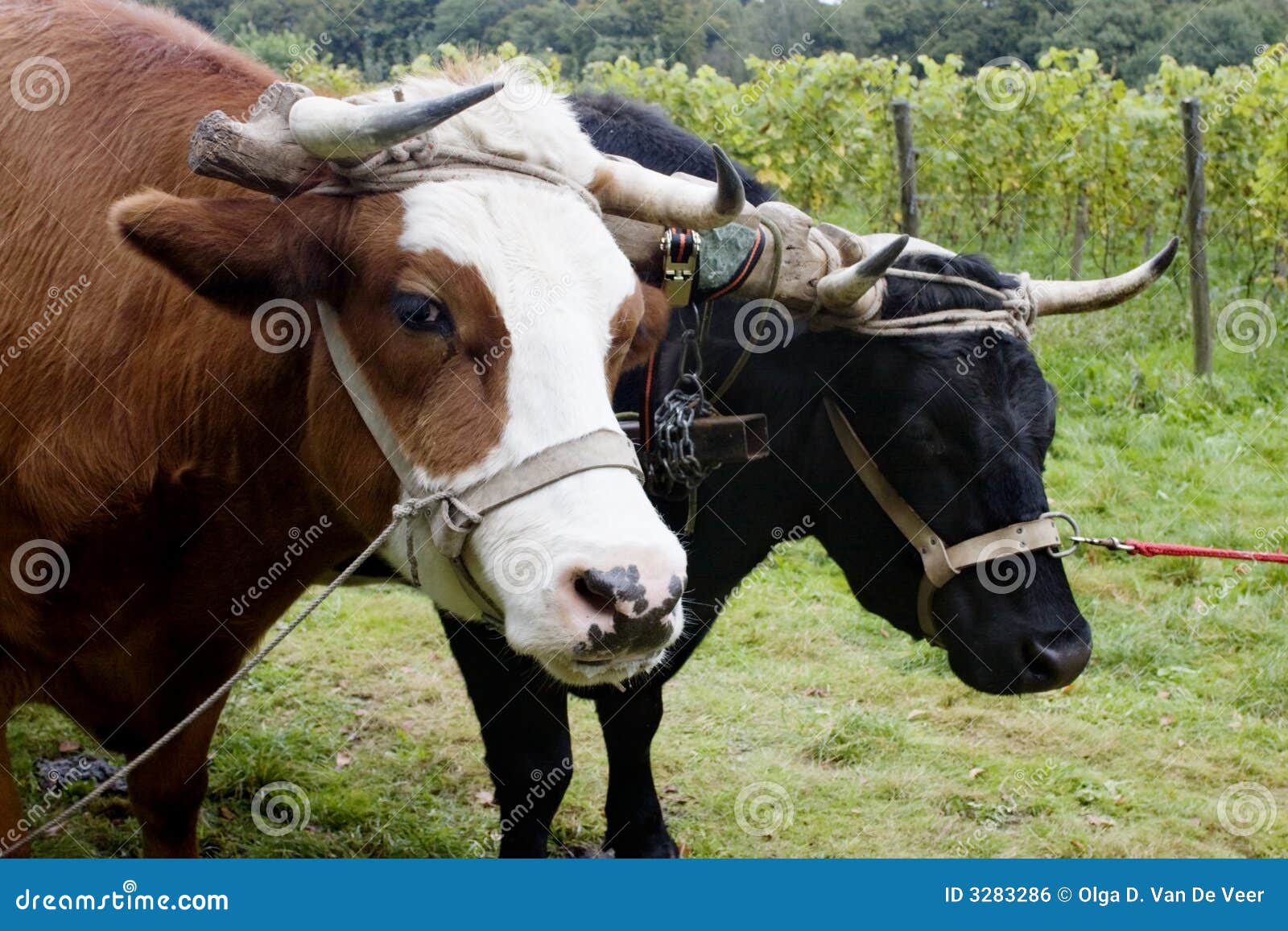 Ritratto del bue fotografia stock. Immagine di corni, maschio - 3283286