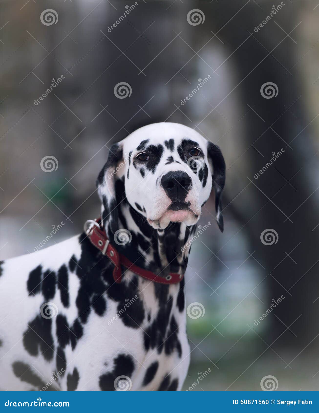 Ritratto Del Cane Dalmata in Bianco E Nero Fotografia Stock - Immagine ...