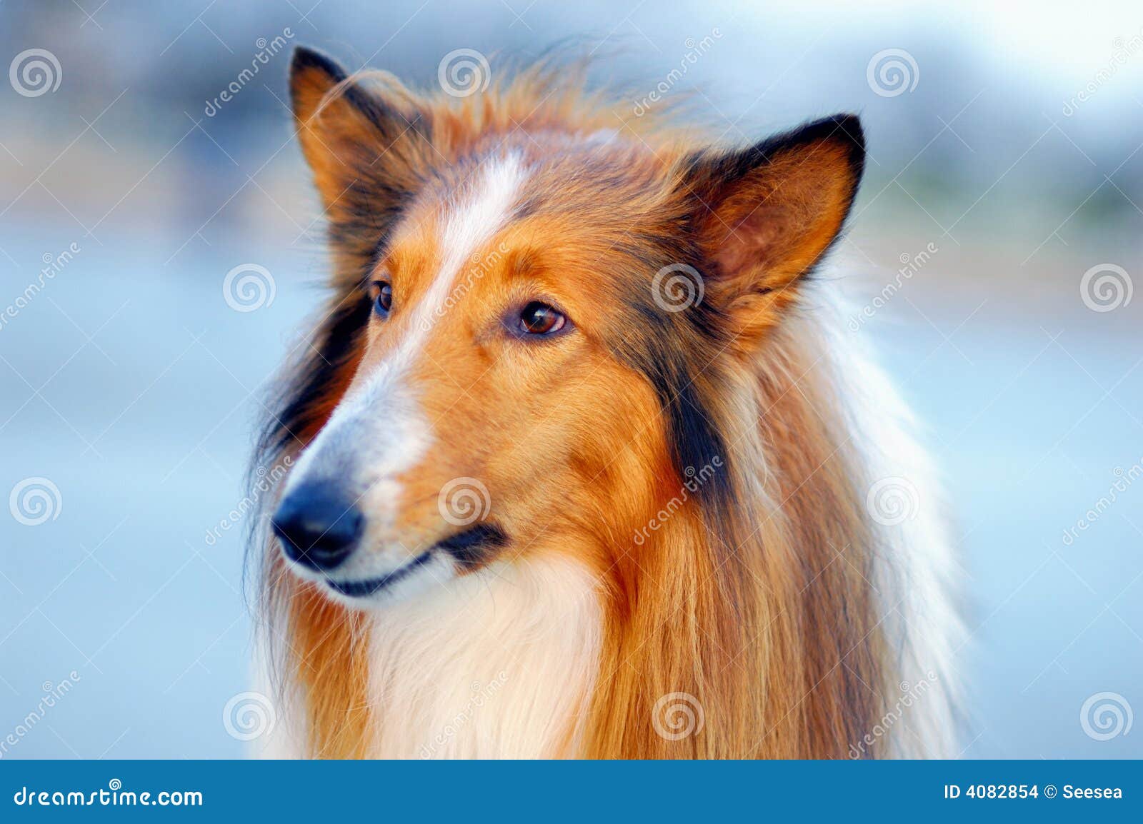 Ritratto Del Cane Del Collie Fotografia Stock - Immagine di collie ...