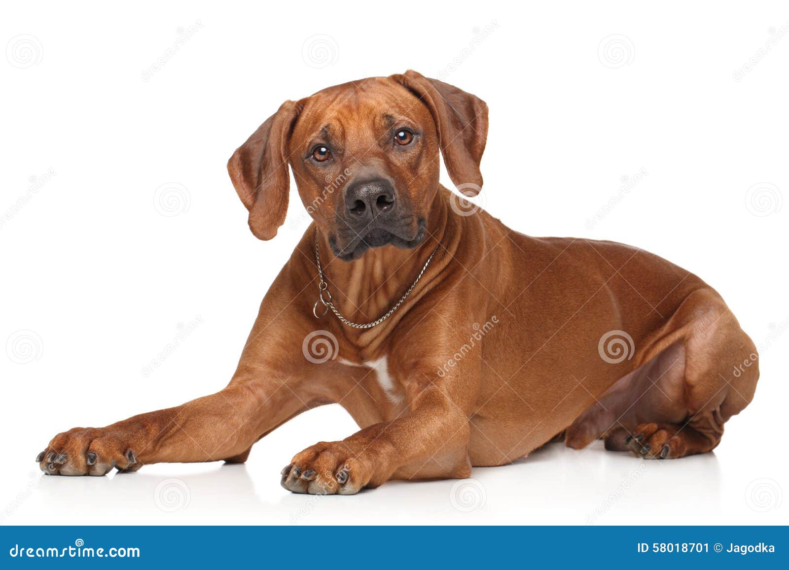 Ritratto Del Cane Del Ridgeback Di Rhodesian Immagine Stock - Immagine ...