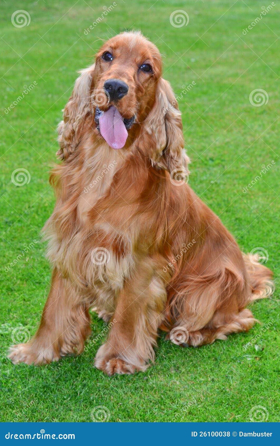 Ritratto Del Cane Dello Spaniel Di Cocker Fotografia Stock - Immagine ...