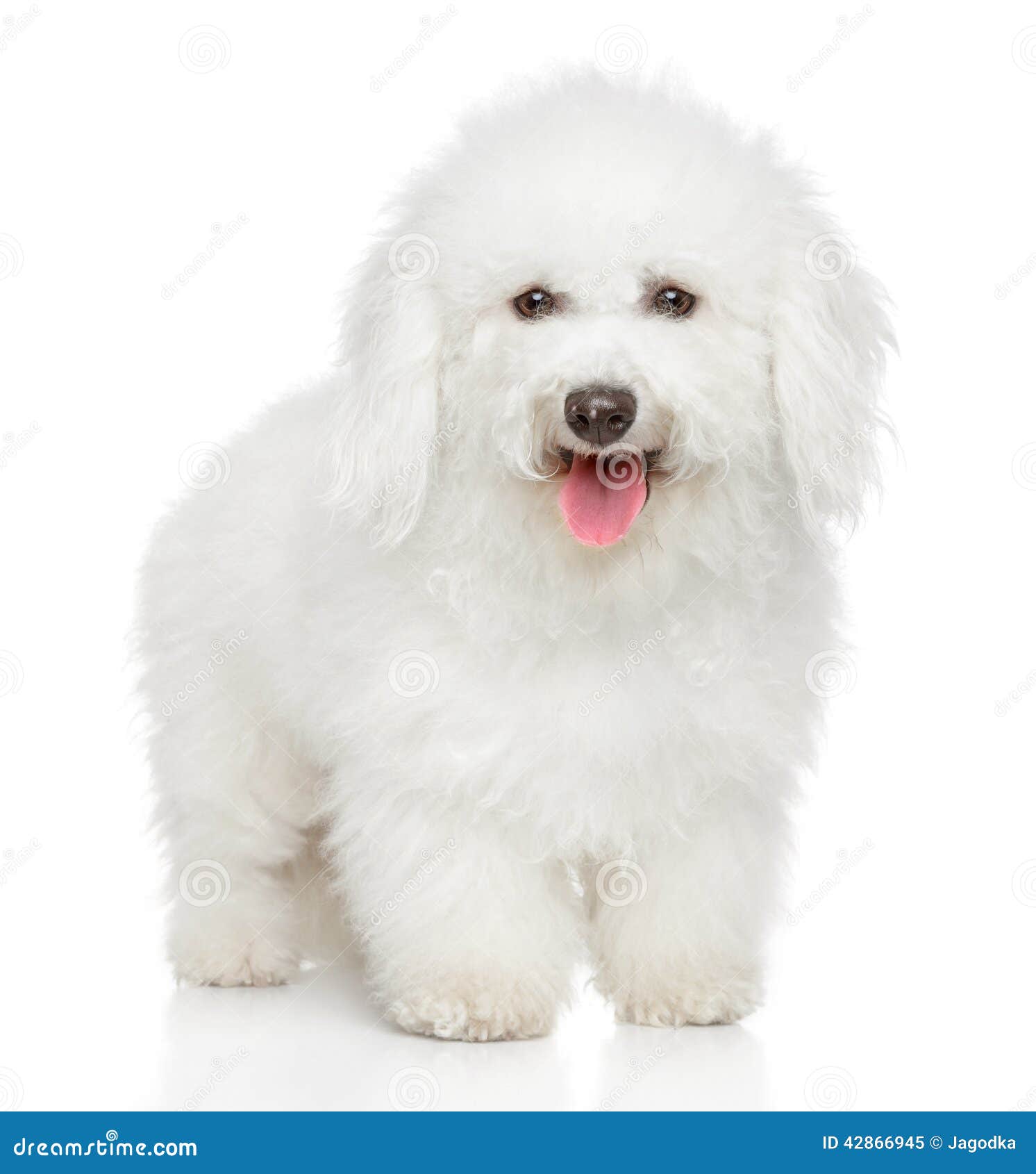 Ritratto Del Cane Di Bichon Frise Immagine Stock - Immagine di studio ...