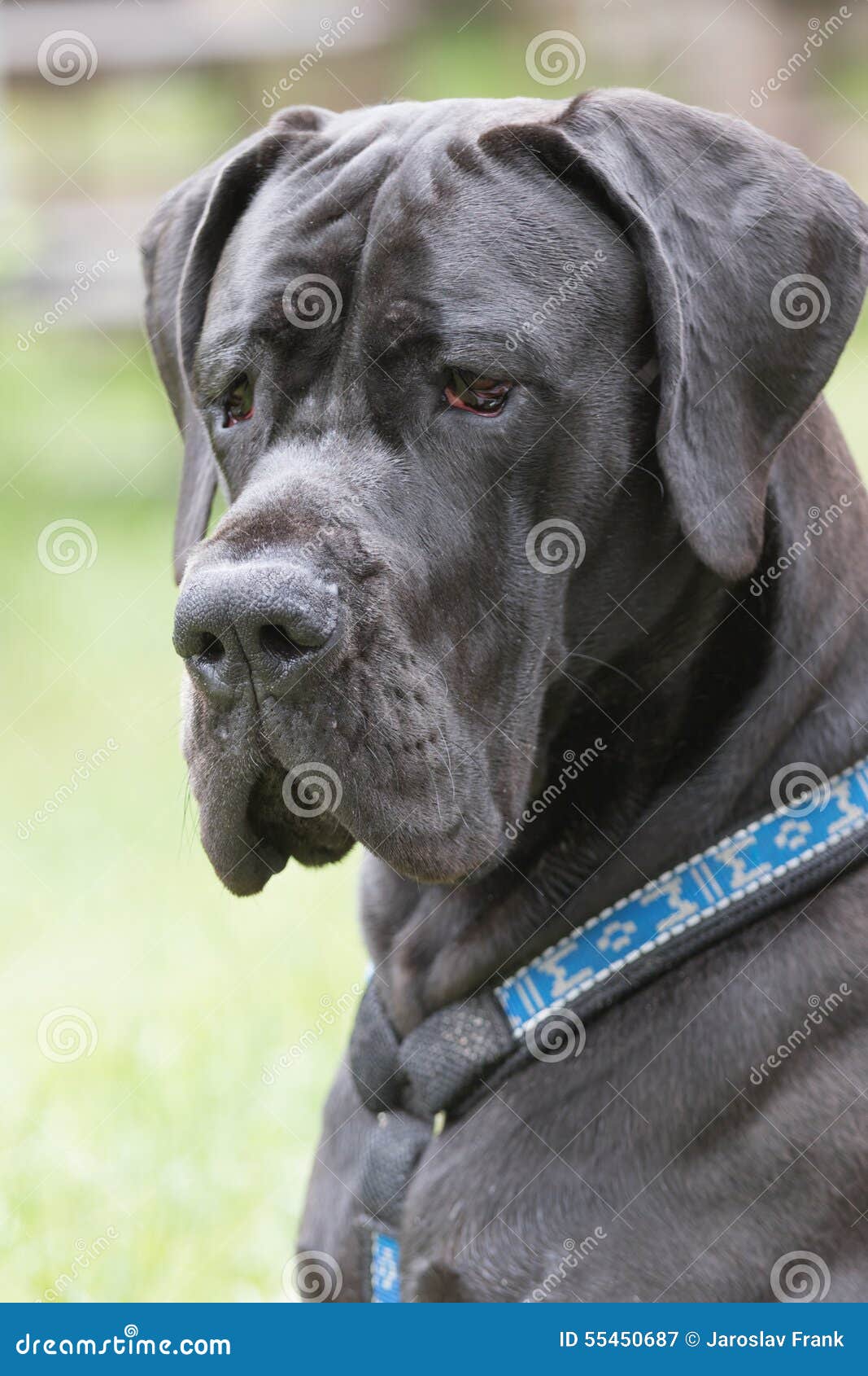 Ritratto Del Cane Di Great Dane Immagine Stock - Immagine di attento ...