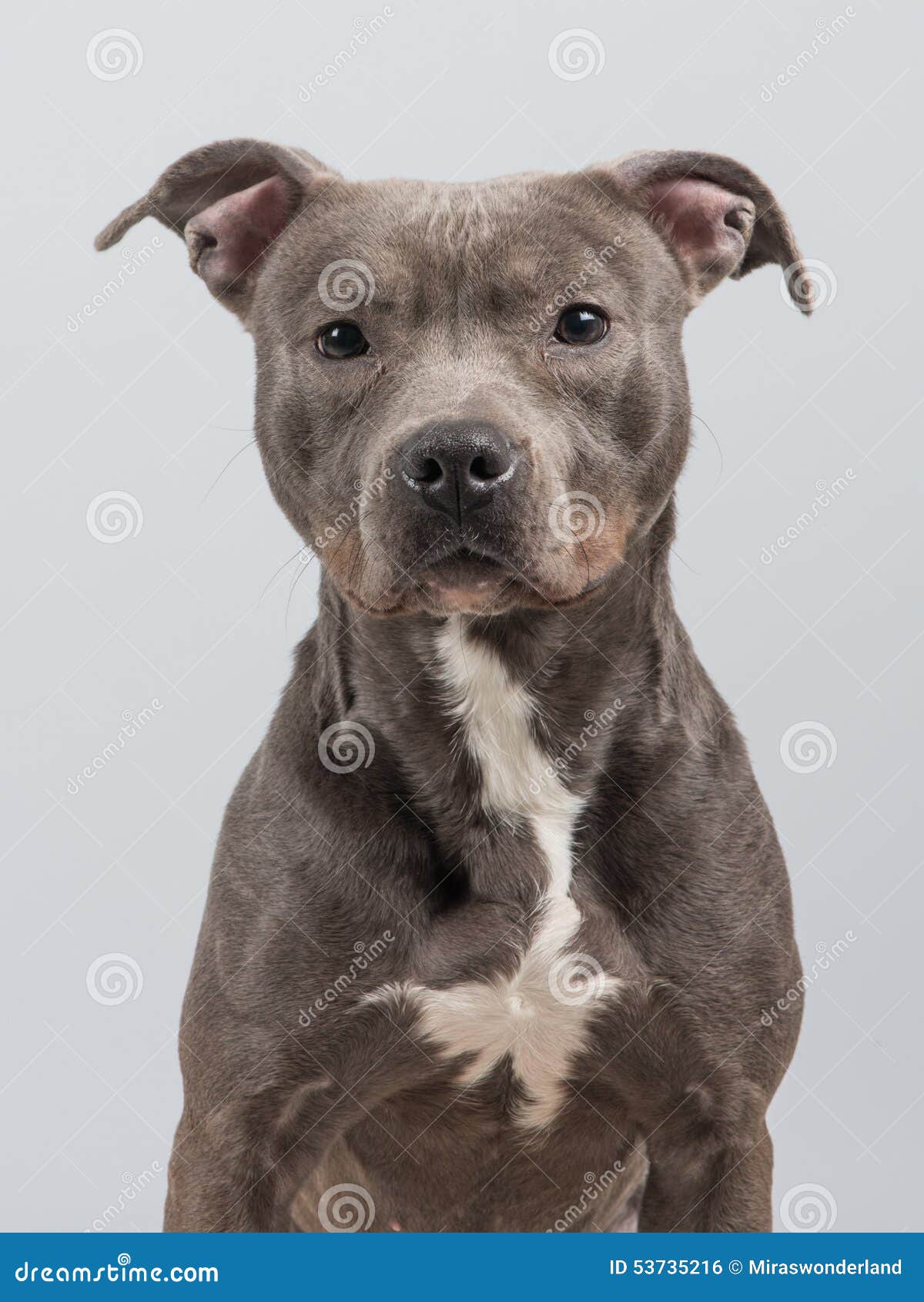 Ritratto Del Cane Di Pitbull Fotografia Stock - Immagine di adulto ...