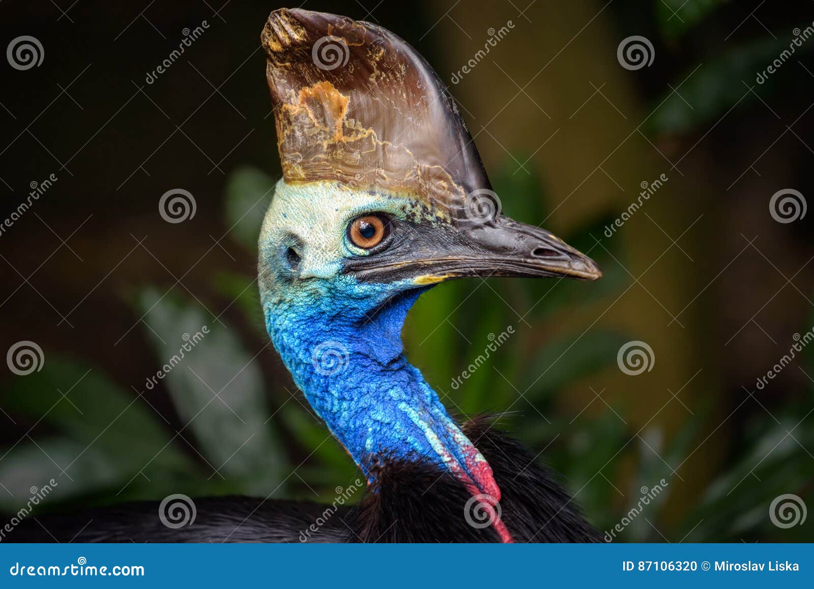 Ritratto Del Casuarius Del Sud Fotografia Stock - Immagine di grande ...