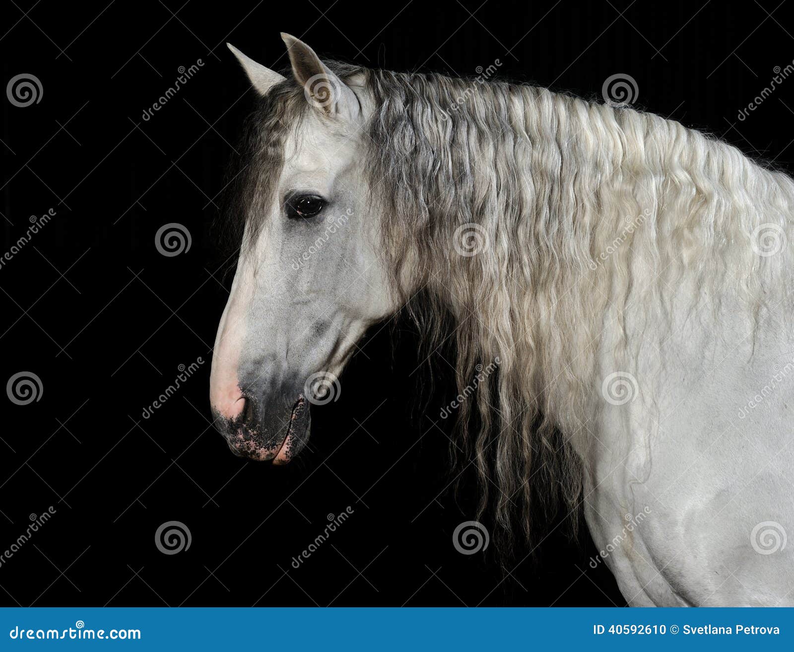 Ritratto Del Cavallo Andaluso Fotografia Stock - Immagine di faccia ...