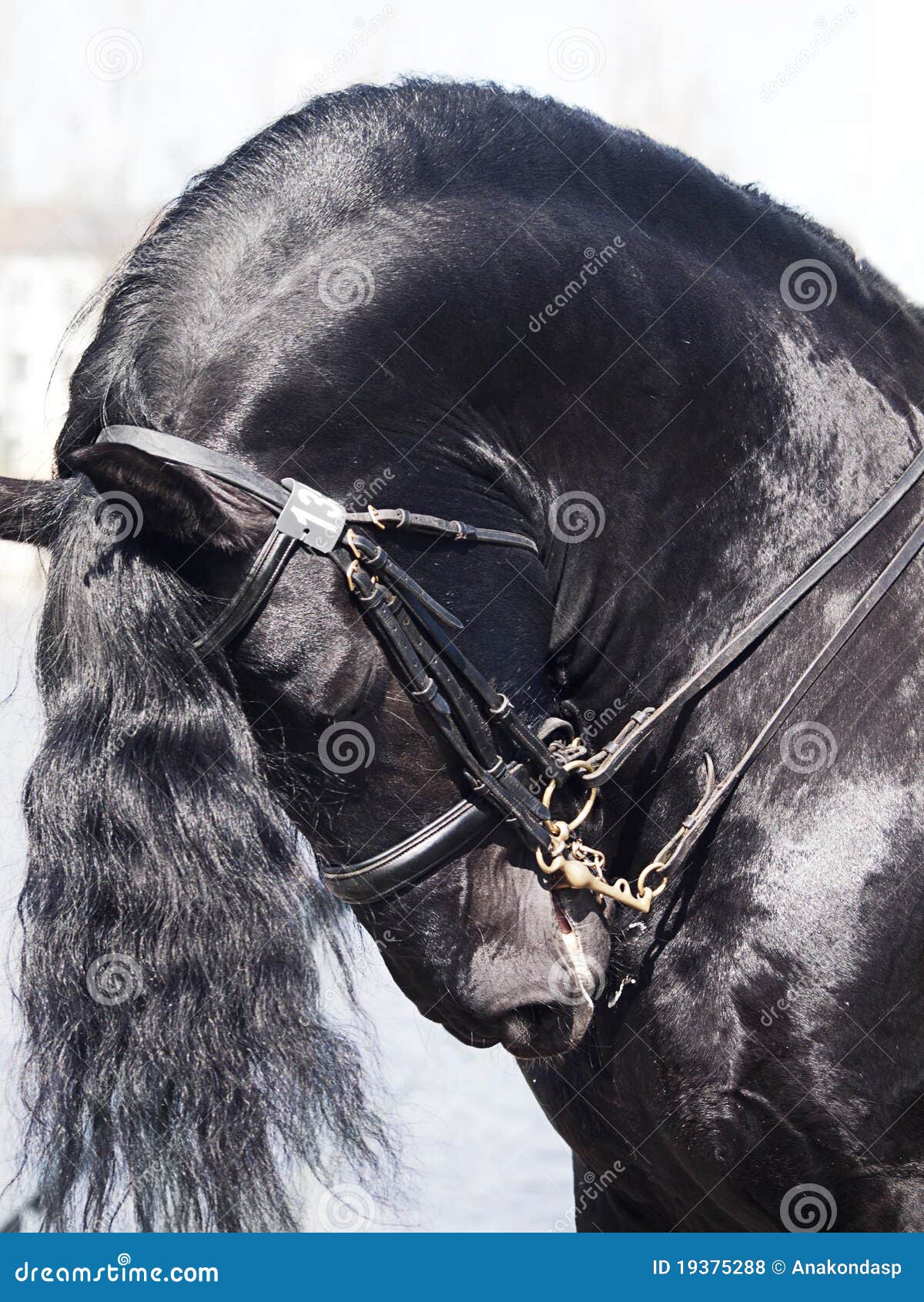 Ritratto Del Cavallo Frisone Fotografia Stock - Immagine di paesaggio ...