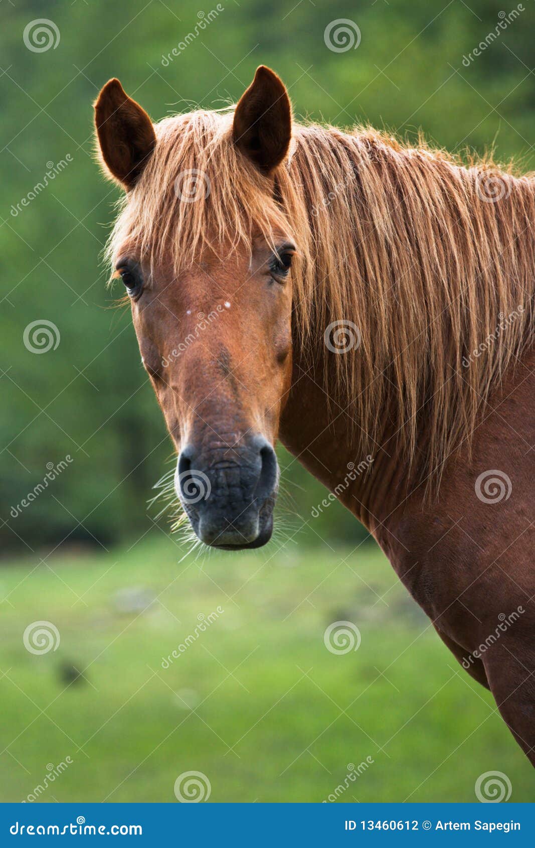 Ritratto del cavallo rosso fotografia stock. Immagine di estate - 13460612