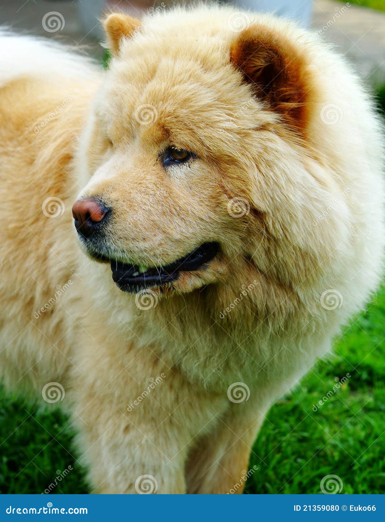 Ritratto Del Chow-chow Del Cane Fotografia Stock - Immagine di capelli ...