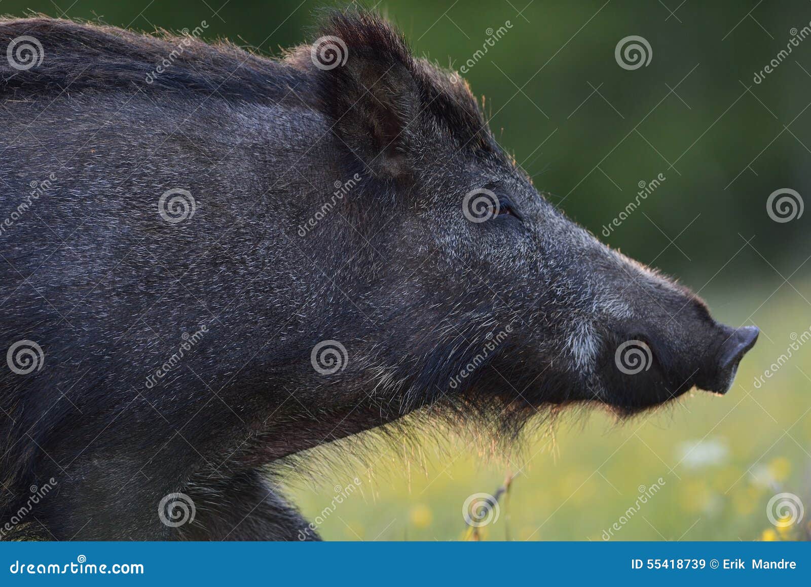 Ritratto del cinghiale immagine stock. Immagine di coraggioso - 55418739