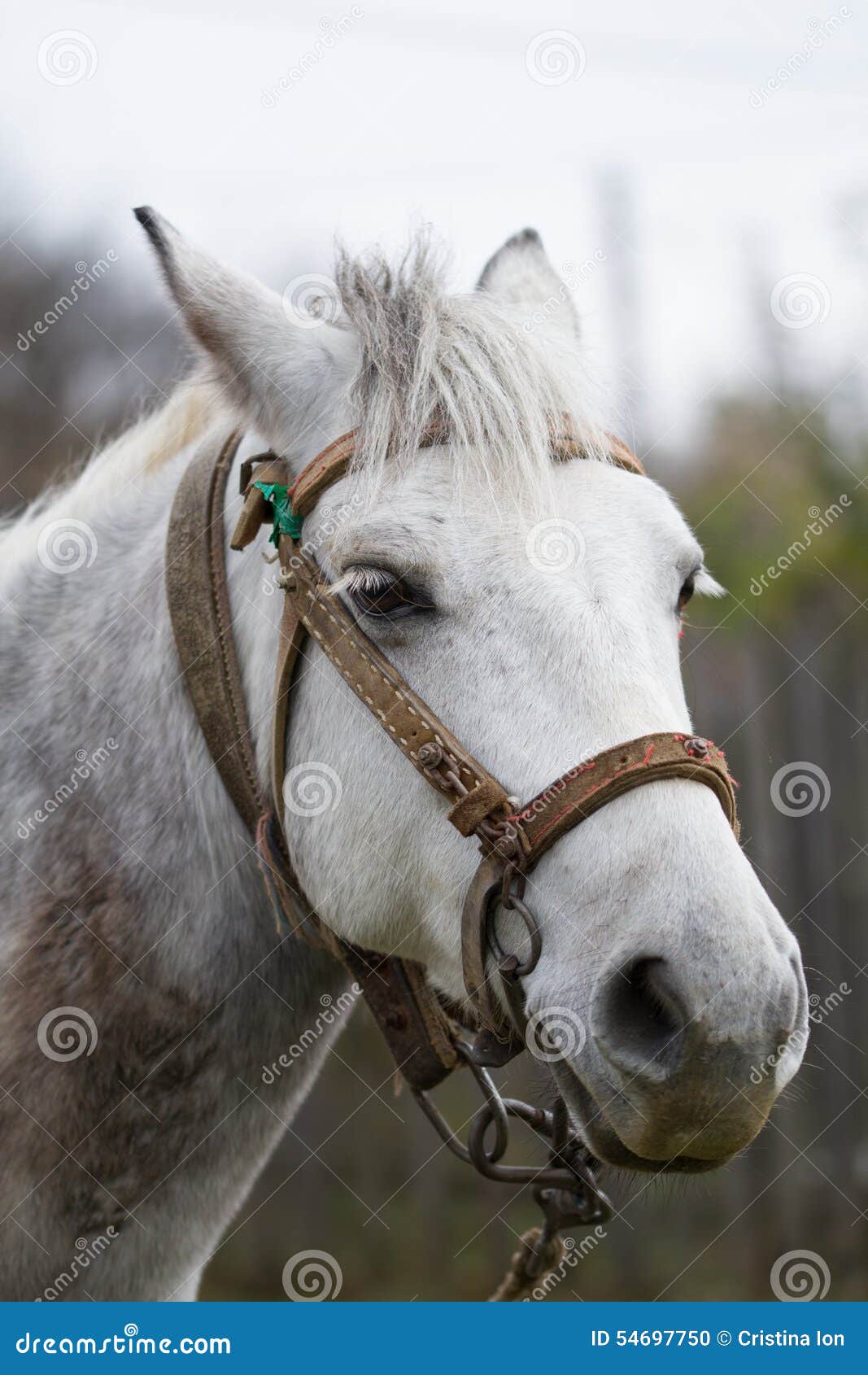 Ritratto Del Colpo Della Testa Di Cavallo Fotografia Stock - Immagine ...