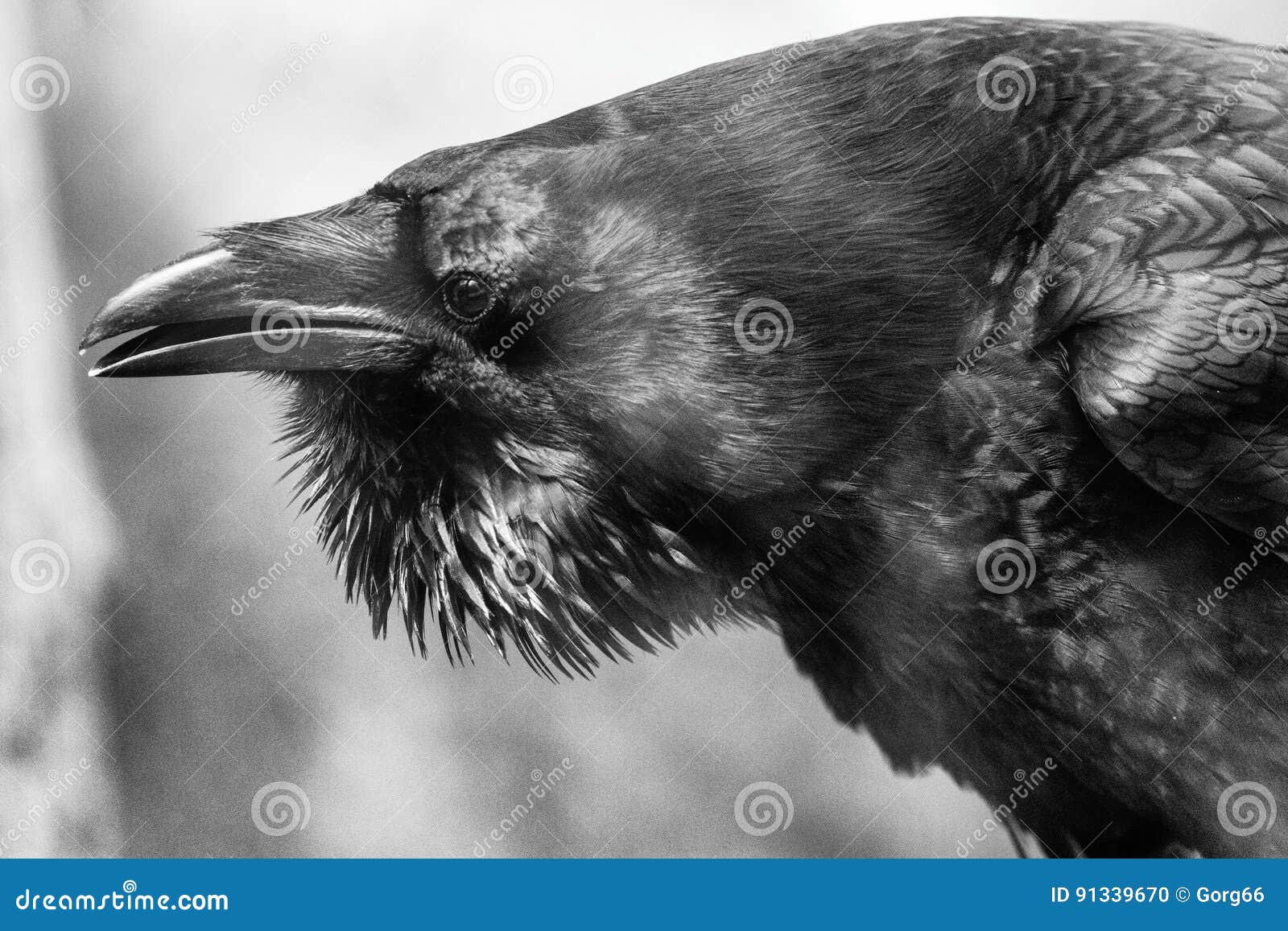 Ritratto del corvo fotografia stock. Immagine di festa - 91339670