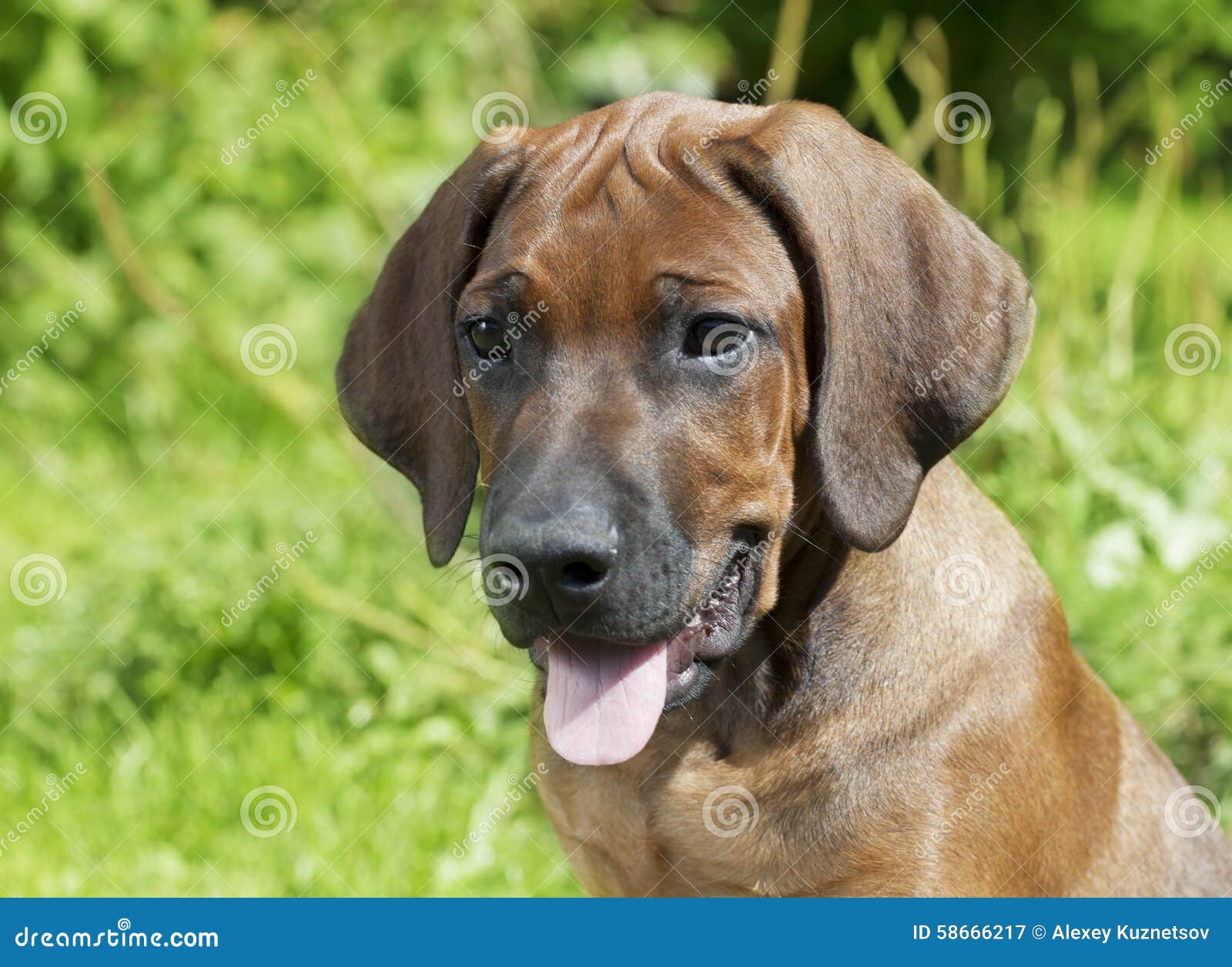 Ritratto Del Cucciolo Di Cane Di Rhodesian Ridgeback Immagine Stock ...