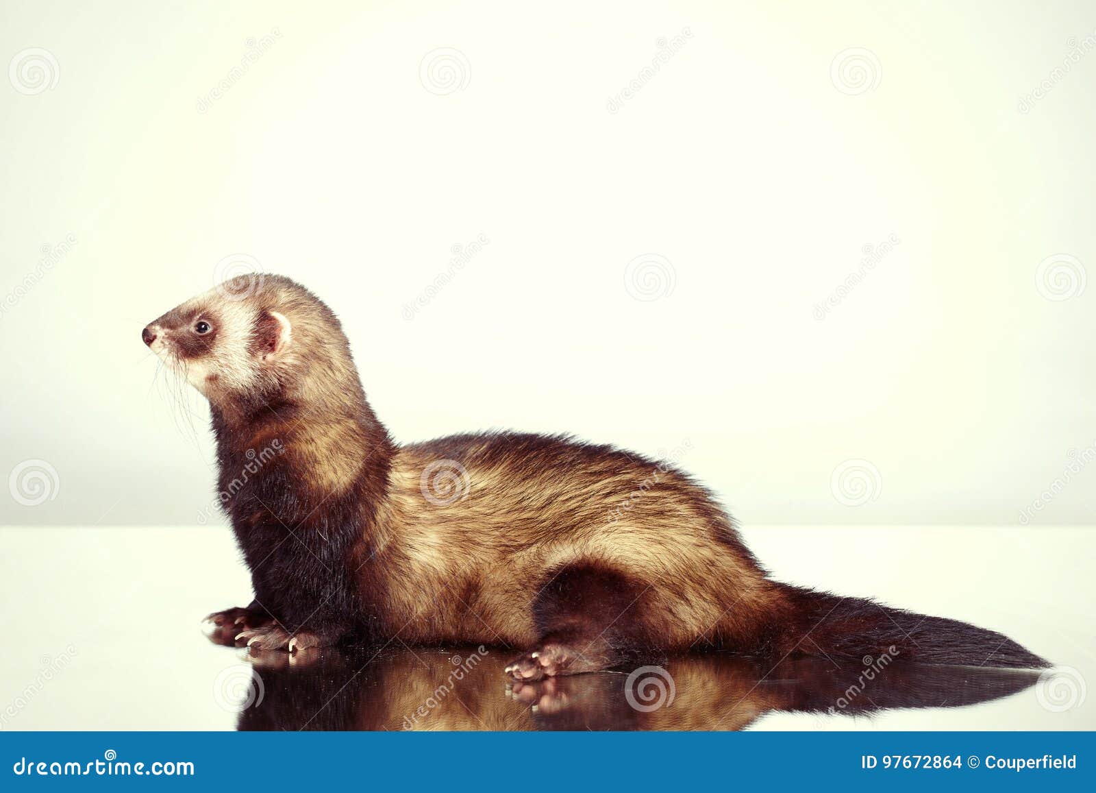 Ritratto Del Furetto in Studio Sullo Specchio Fotografia Stock ...