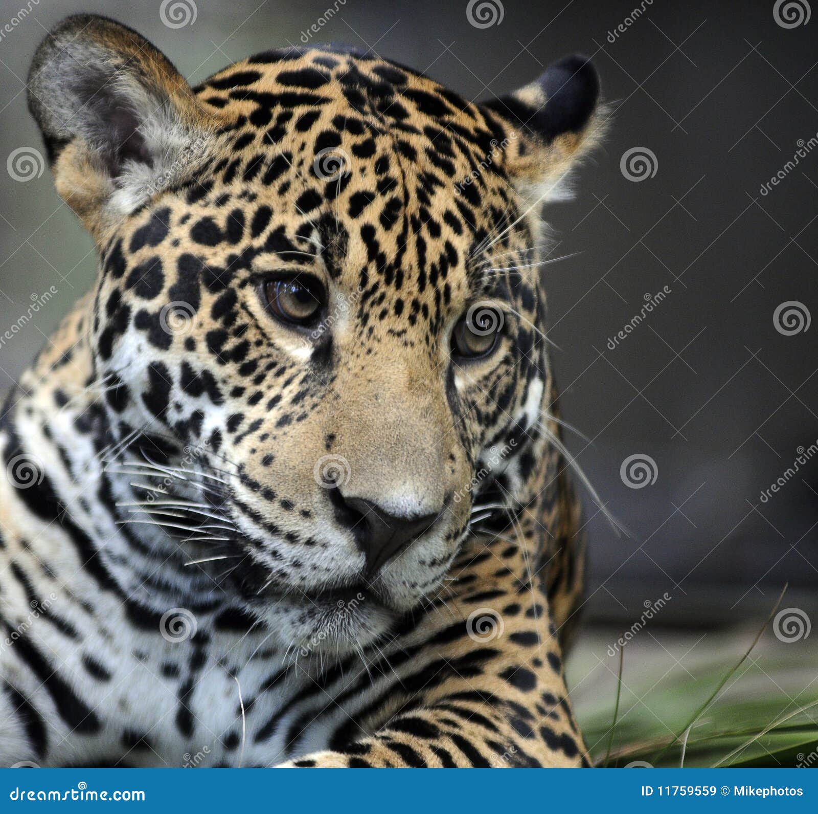Ritratto del giaguaro immagine stock. Immagine di allarme - 11759559