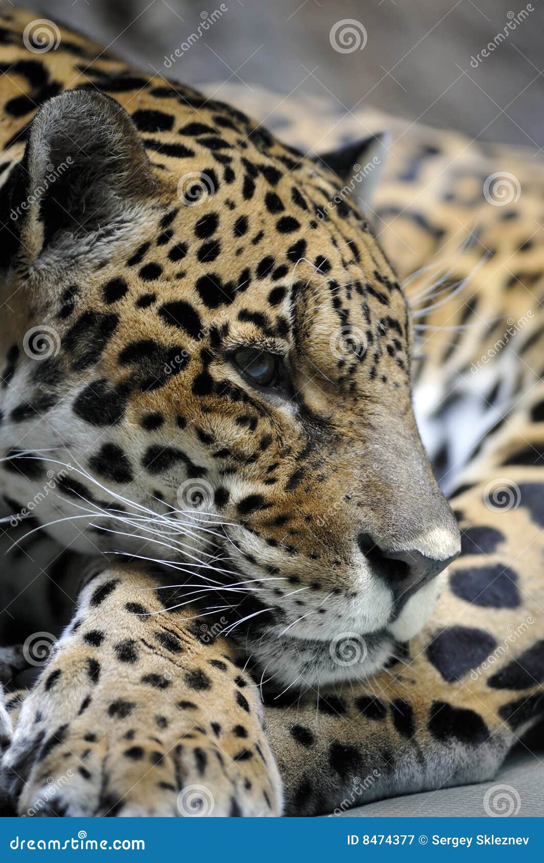 Ritratto del giaguaro immagine stock. Immagine di testa - 8474377