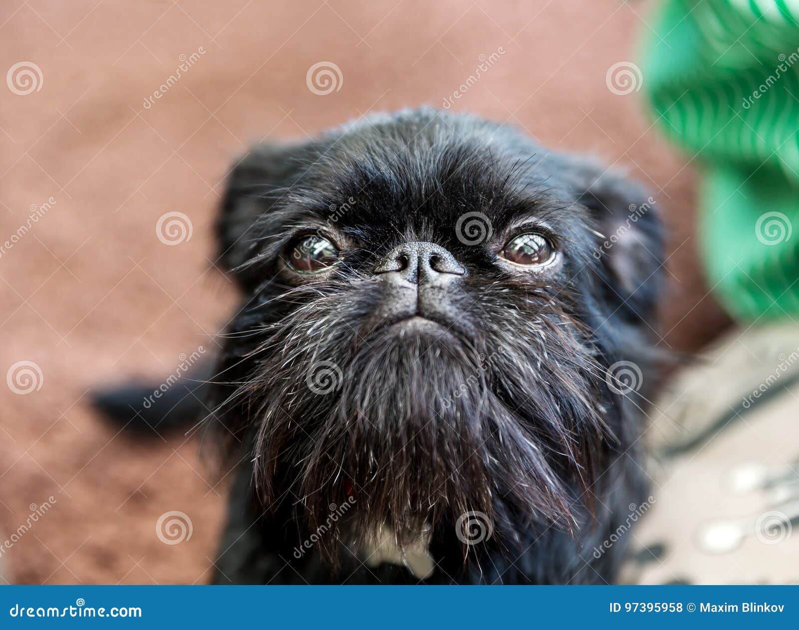Ritratto Del Grifone Di Razza Del Belga Del Cane Fotografia Stock ...