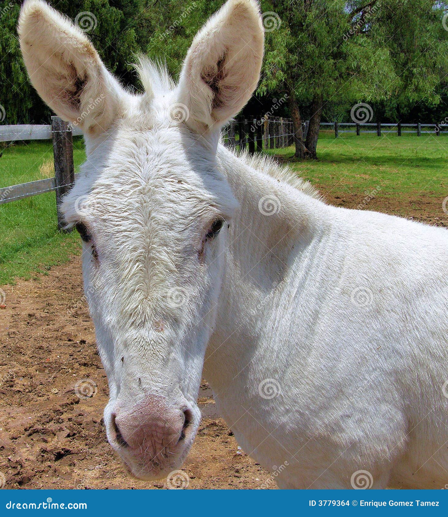 Ritratto del mulo fotografia stock. Immagine di osservare - 3779364