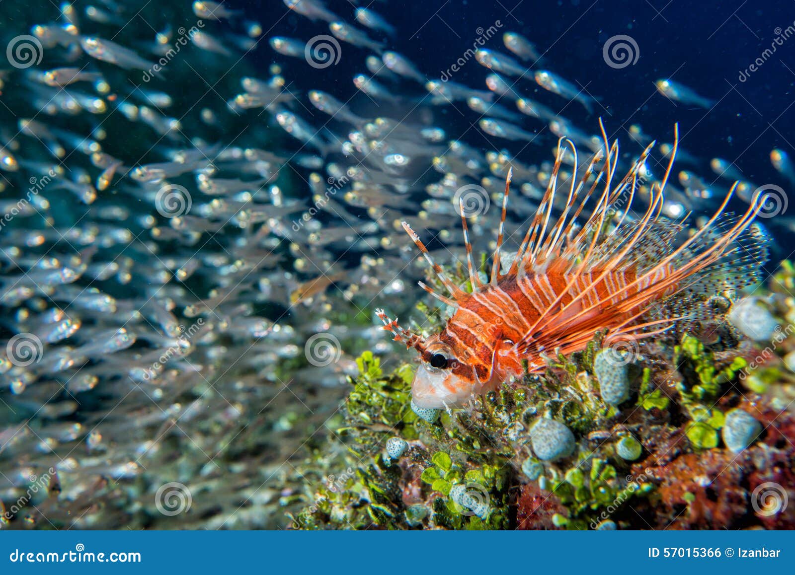 Ritratto Del Pesce Del Leone Dello Scorpione Fotografia Stock ...