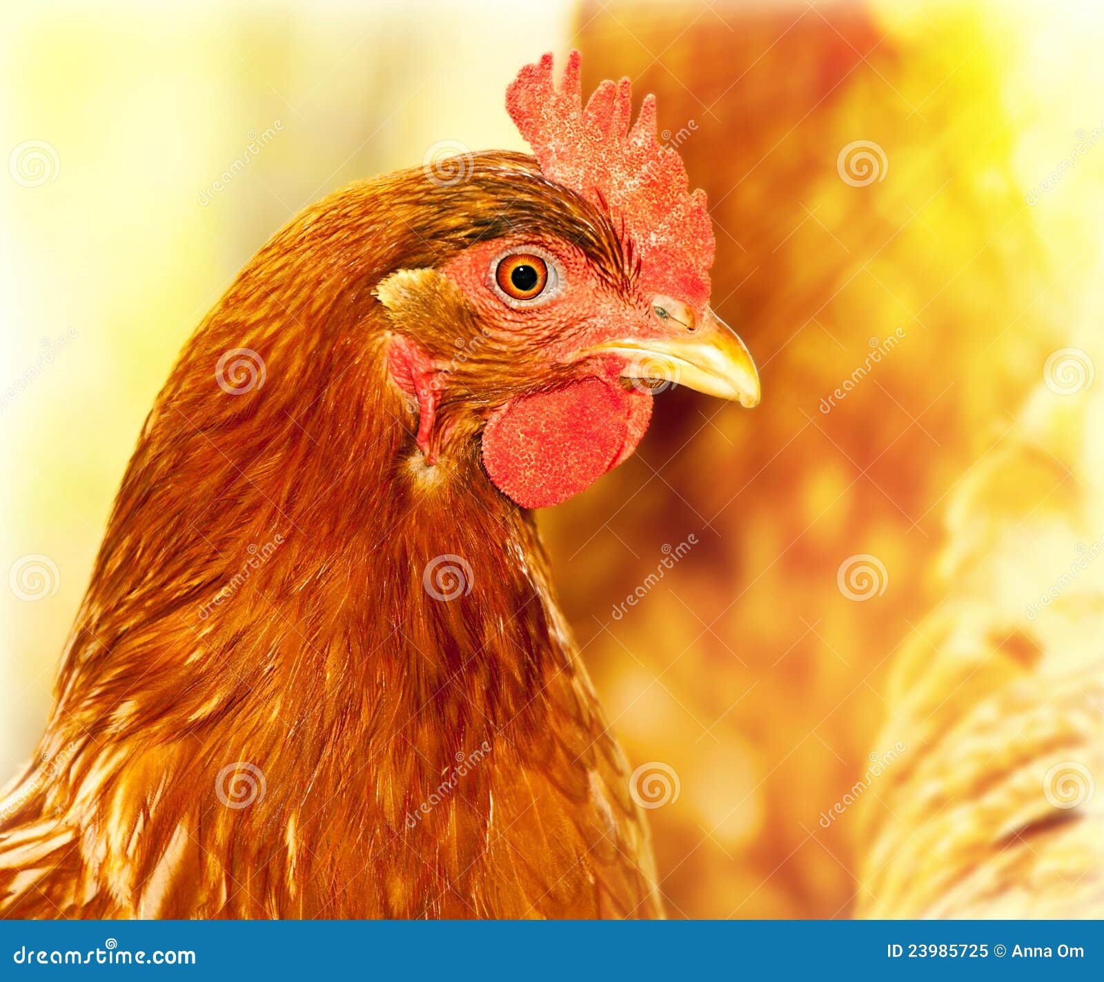 Ritratto del pollo immagine stock. Immagine di podere - 23985725